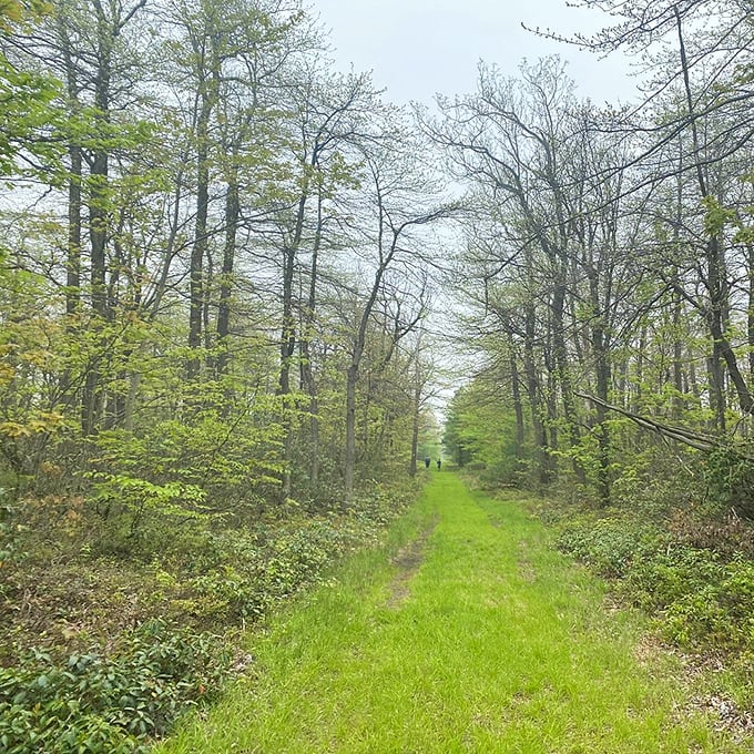 Pine-scented pathways where tree roots create nature's own obstacle course – no gym membership required for this workout.
