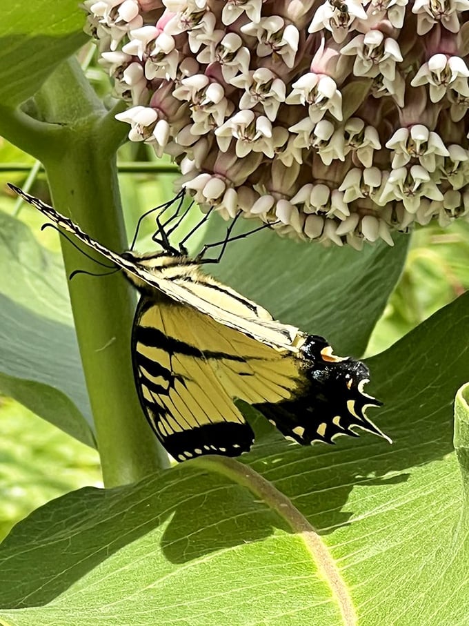 Wing therapy: A tiger swallowtail butterfly takes a moment to appreciate the milkweed—nature's version of a five-course tasting menu.
