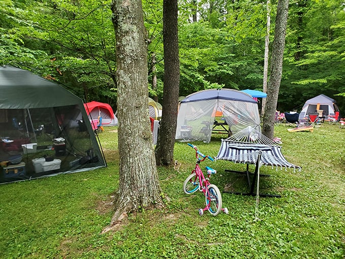 Camping among the trees creates that perfect blend of wilderness and comfort—where s'mores and stargazing become life's greatest luxuries.