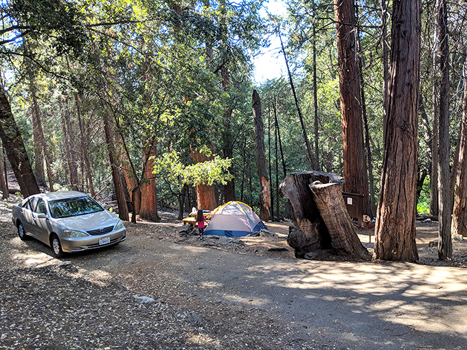 Camping among giants. These towering trees have been standing guard since before Netflix asked if you're still watching.