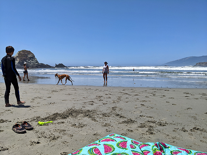 Four-legged friends and beach blankets—the timeless ingredients for a perfect California day where memories outshine any souvenir.