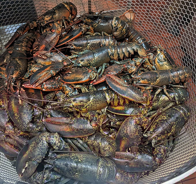 Not just any lobsters—these are crustaceans with character, piled high and waiting to fulfill their destiny as the centerpiece of someone's special occasion dinner.