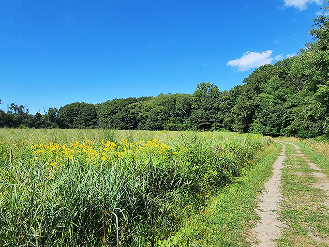 Wildflowers throw their own summer block party along this trail. No RSVP needed—just comfortable shoes and an appreciation for nature's color palette.
