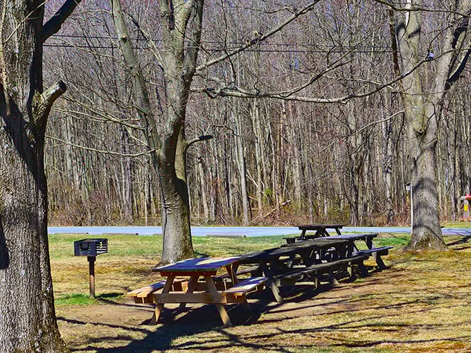 Winter's quiet beauty transforms these picnic tables into nature's waiting room, where bare trees stand like patient sentinels of seasons past.