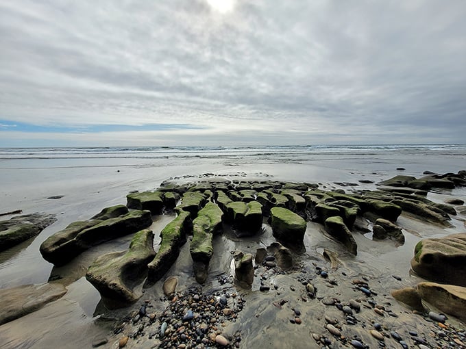 Mother Nature's sculpture garden emerges at low tide, where moss-kissed rocks create temporary galleries until the sea reclaims its masterpieces.