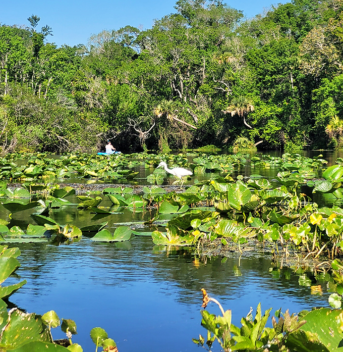 Water lilies dance along the spring run's edge, creating nature's version of Monet's garden with a distinctly Floridian twist.