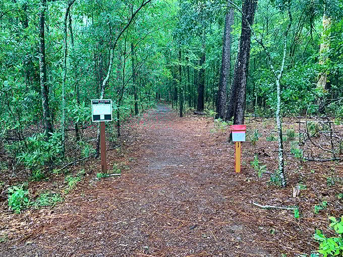 Nature's hallway beckons with a carpet of pine needles. This trail offers the perfect balance of wilderness and accessibility—no machete required.