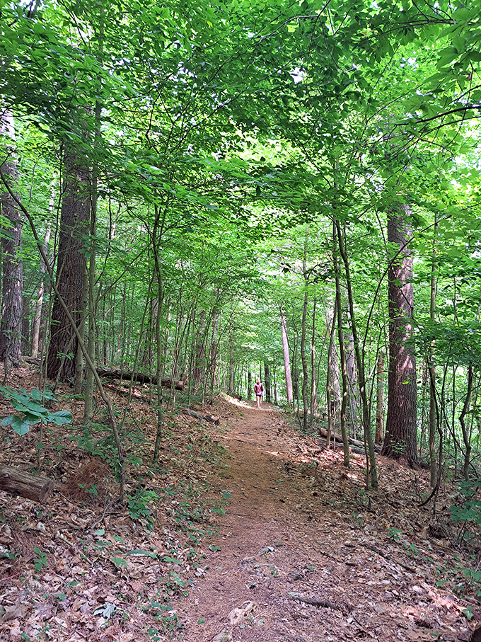 Dappled sunlight creates nature's stained glass along this serene trail. The cathedral of trees awaits your whispered confessions.
