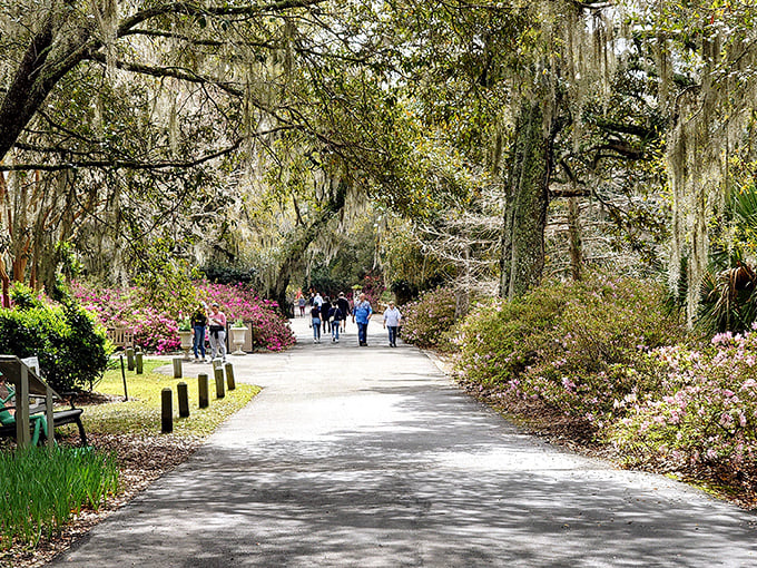 Spanish moss creates nature's own wedding canopy along this azalea-lined path. Southern hospitality in botanical form.