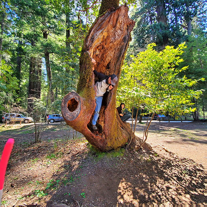 Nature's ultimate photo booth. Visitors can't resist climbing inside this hollowed tree trunk—Instagram was made for moments like this.