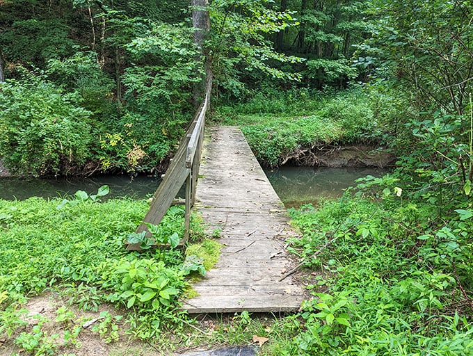 This wooden bridge whispers "adventure ahead" in the most polite, non-threatening way possible.