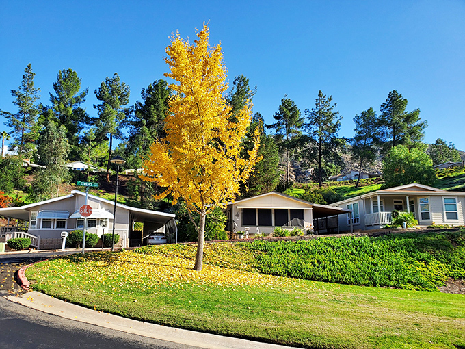 Fall colors in Champagne Village prove California does have seasons. That golden ginkgo tree is nature's way of showing off.