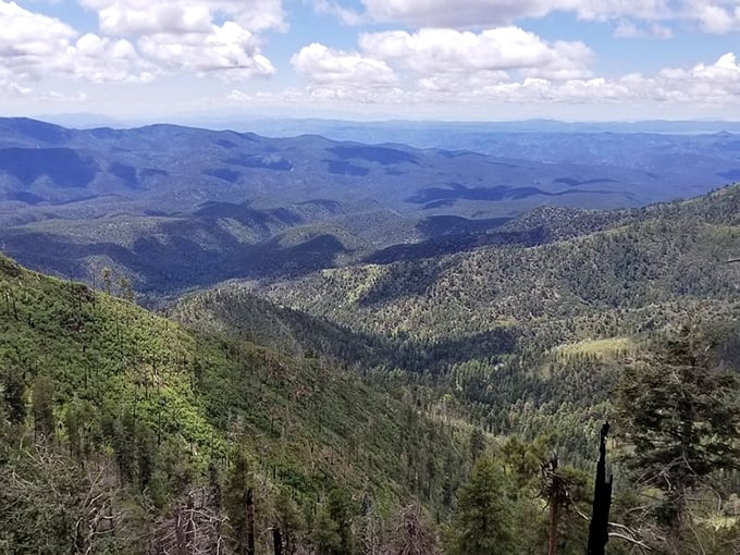 The Coronado Trail's endless vista of rolling mountains – where fifty shades of green replace the expected desert palette.