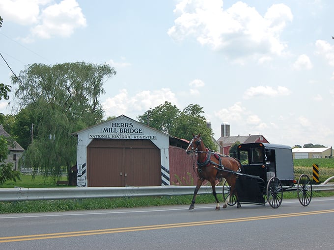 Even horses slow down to admire Paradise's covered bridges—nature's red-roofed tunnels of rustic romance.