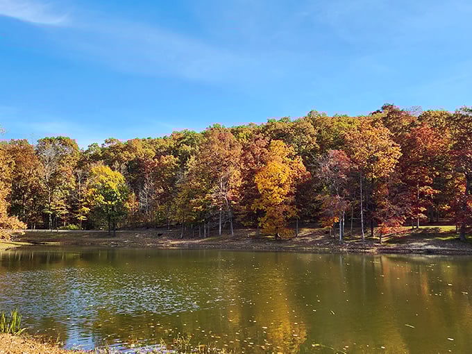 Scioto Trail's winding path invites hikers into a world of dappled sunlight. Where every step feels like you're walking through a painting!