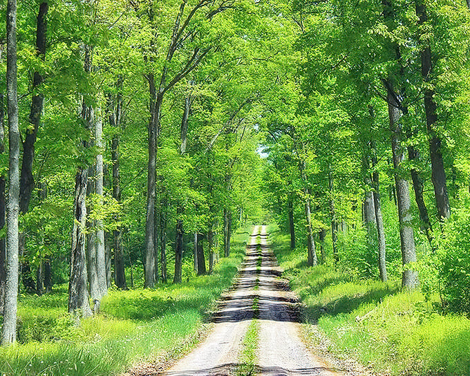 On the Bucktail Trail, every winding road feels like an invitation—guiding you deeper into Pennsylvania’s untamed beauty.