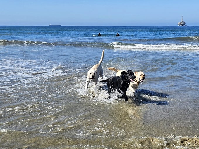 Three dogs exploring their element – sand, sea, and friendship. The joy of a leash-free romp is written all over their faces.