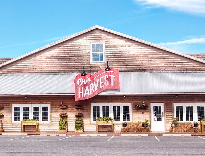 Rustic wooden charm meets coastal casual at Our Harvest. Those hay bales aren't decorative—they're a philosophy on a plate.