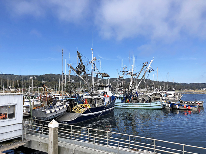 Not just boats, but floating stories. Each vessel in Pillar Point Harbor represents someone's livelihood, passion, or escape plan – all bobbing in perfect formation.