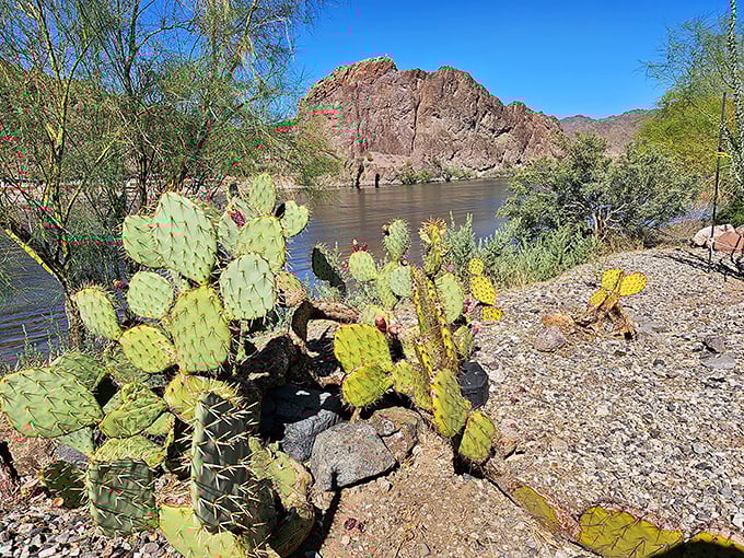 Desert survivors unite! Prickly pear cacti thrive alongside the river, proving adaptability is the ultimate Arizona superpower.