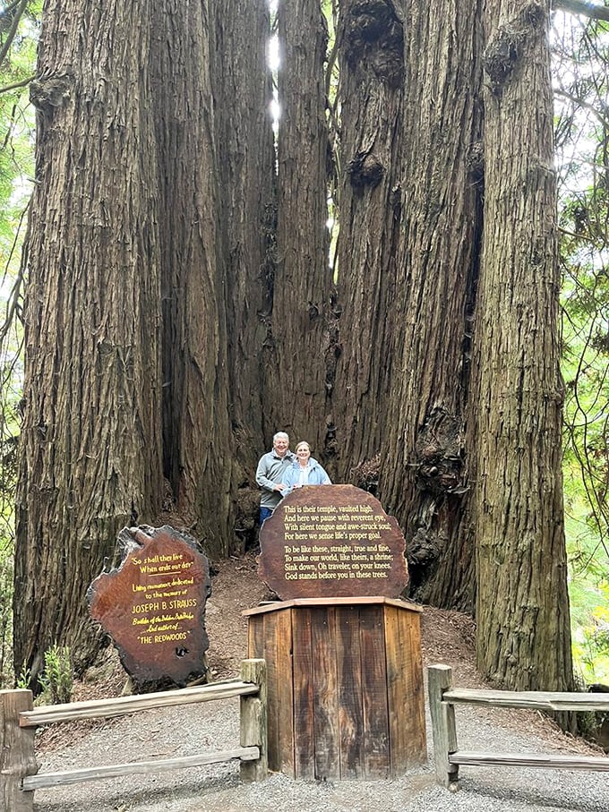 Standing between these massive trunks is like finding yourself in nature's cathedral—the kind where the dress code is hiking boots and wonder.