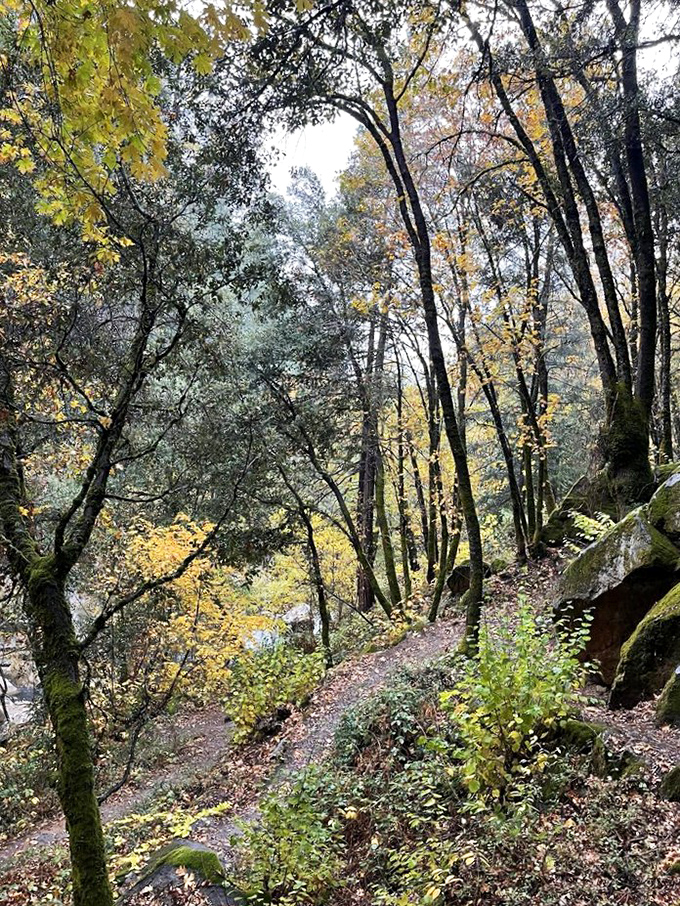 Nature's gallery awaits on the Deer Creek Tribute Trail. Dappled sunlight filters through autumn foliage, creating a scene worthy of an Impressionist painting.