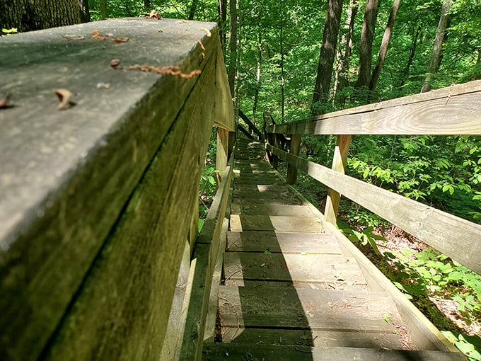 These wooden steps descend into a green abyss of ferns and forest. Stairway to heaven? More like stairway to tranquility.