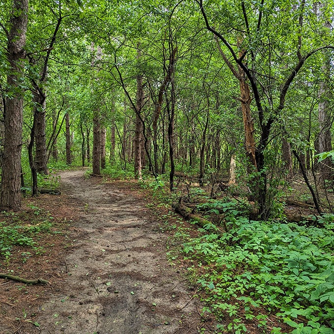 Nature's version of a meditation app: this wooded trail invites you to disconnect from screens and reconnect with the simple joy of not checking email.