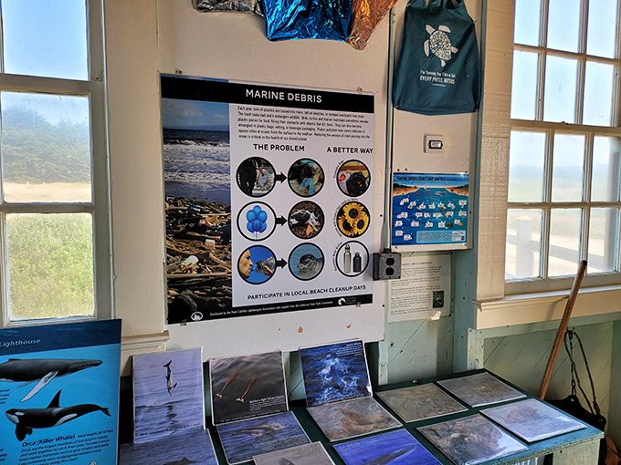 Even marine debris gets the educational treatment here. The ocean's telling its story—part cautionary tale, part love letter to conservation efforts.