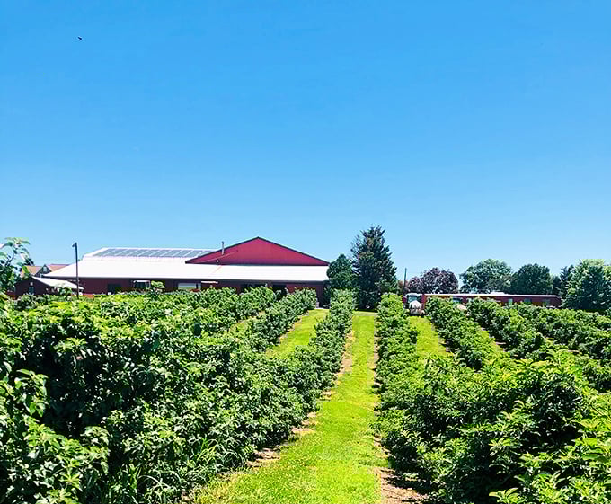 Row upon row of berry bushes at Milburn Orchards promise farm-fresh goodness. Nature's candy aisle, no membership card required.