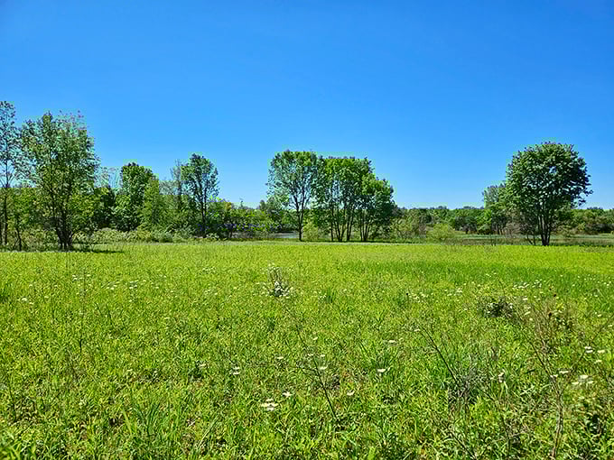 Spring's green canvas stretches toward the horizon. This meadow bursts with wildflowers and possibilities—a reminder that not all Ohio treasures require climbing.