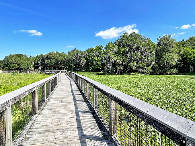 Nature's boardwalk stretches across Paynes Prairie, where alligators and wild horses replace the usual Florida retirees and tourists.