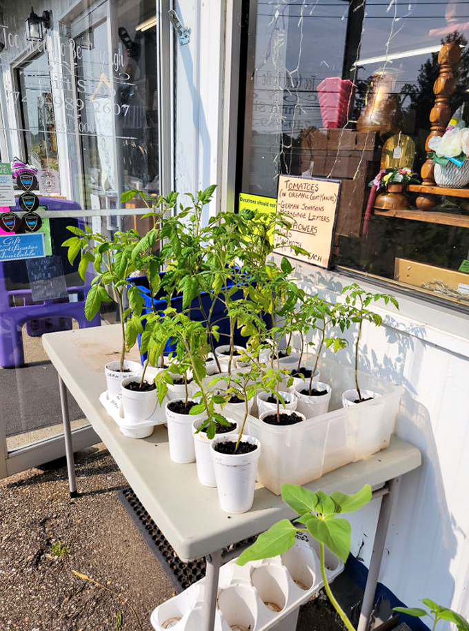 Spring comes early with these potted possibilities. Garden dreams sprouting at prices that won't wilt your wallet.