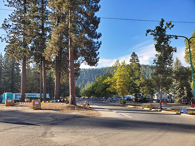 Camping under Quincy's towering pines—where the Wi-Fi is weak but the connection to nature couldn't be stronger.