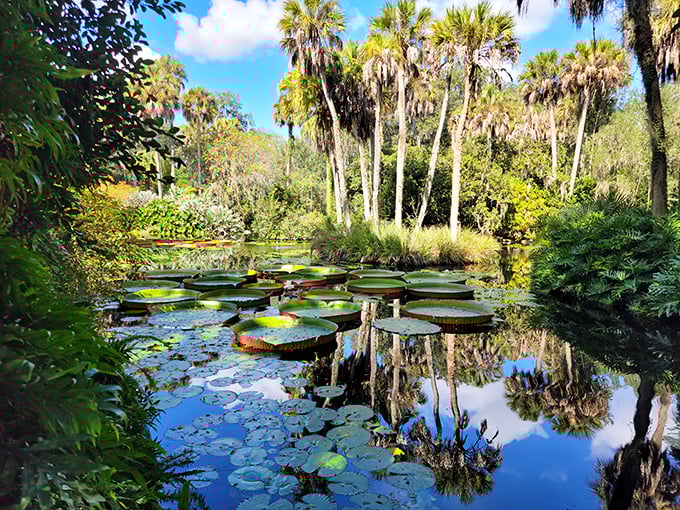 Victoria amazonica water lilies so massive they look like floating serving platters—nature's idea of dinner and a show.