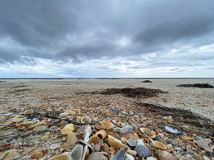 Nature's treasure chest spilled open—each shell a postcard from the deep saying, "Wish you were here!"