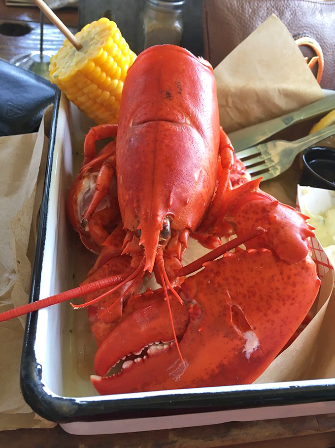 This lobster isn't just a meal—it's a crimson-clad celebrity making its grand entrance. The corn on the cob is merely its opening act.