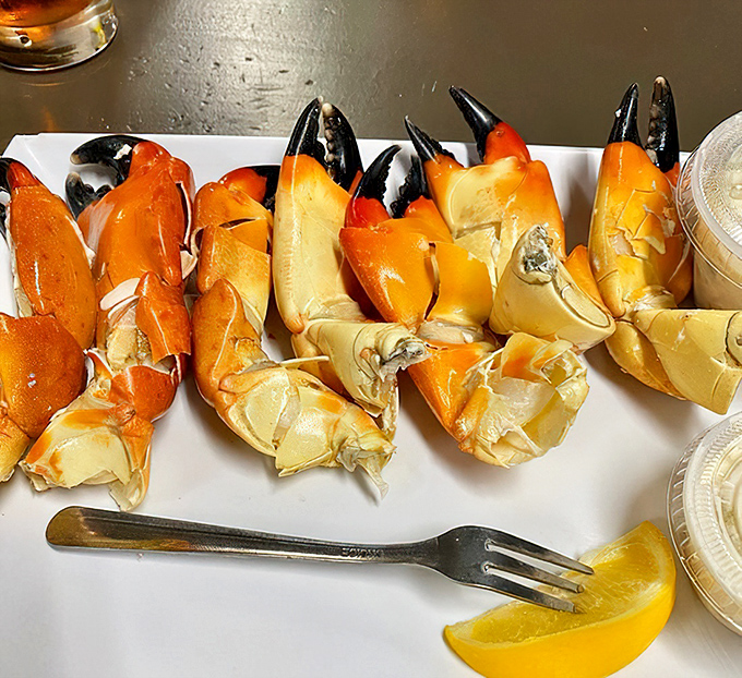 Stone crab claws—nature's perfect appetizer. These golden treasures are Florida's answer to lobster, with meat so sweet it barely needs the dipping sauce.