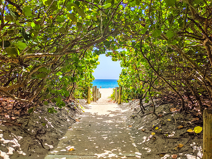 Nature creates the perfect beach entrance, a sea grape tunnel framing the Atlantic like Mother Nature's own Instagram filter.
