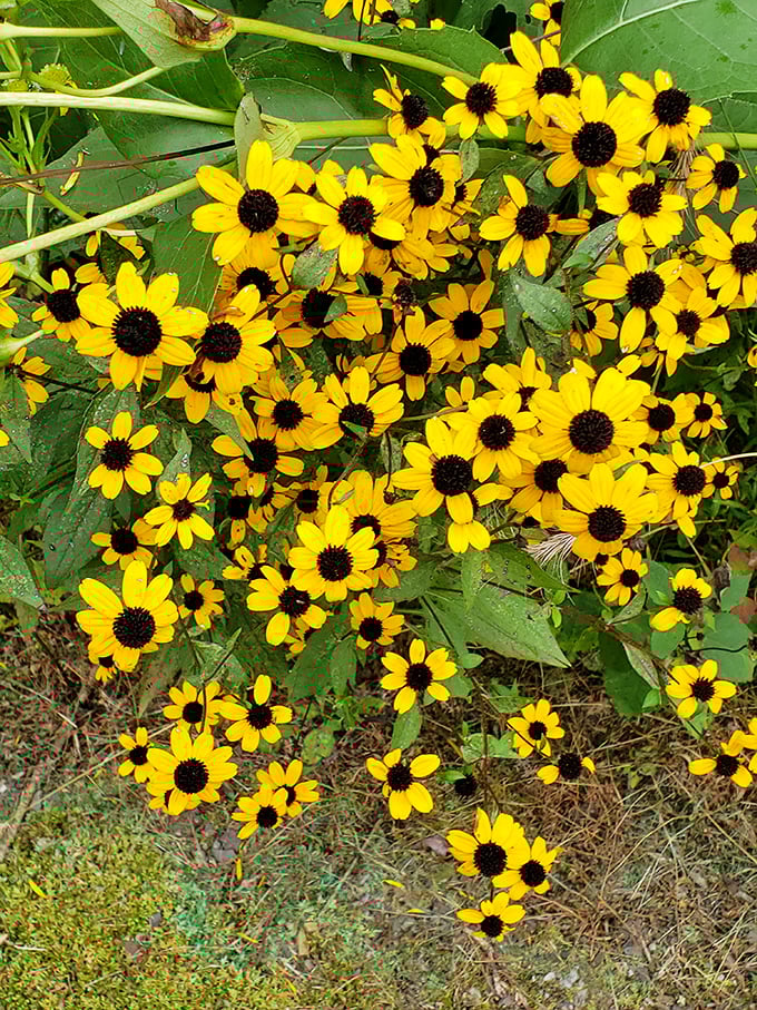 These black-eyed Susans put on a show that rivals Broadway—vibrant, dramatic, and absolutely free for anyone who stops to notice.