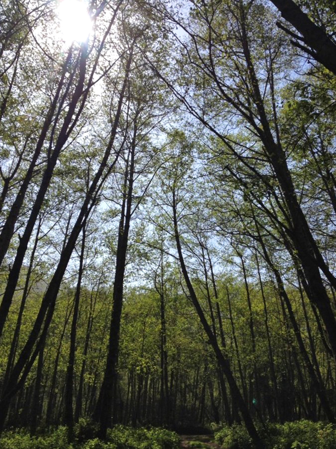 Standing beneath these towering sentinels makes your mortgage problems seem delightfully insignificant. Nature's perspective adjustment at work.