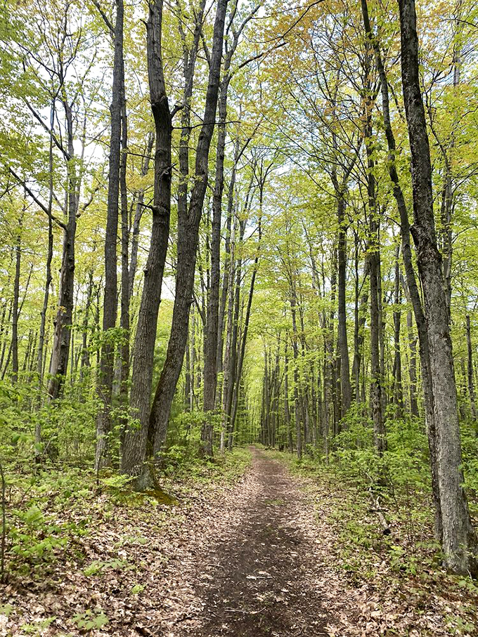 Cathedral of the trees. Walking this sun-dappled trail feels like stepping into a living painting where stress dissolves with each footfall.