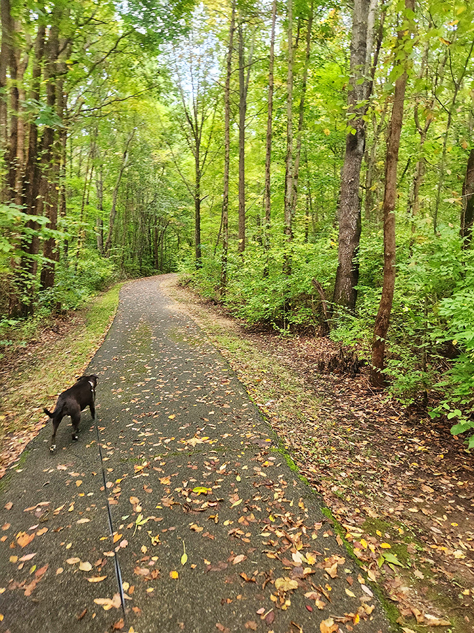 Nature's cathedral—a paved trail invites both two-legged and four-legged explorers to discover what lies around the next gentle curve.