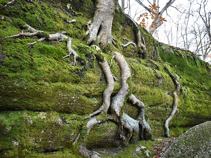 Tree roots embrace ancient rock like nature's version of a long-term relationship—stubborn, intertwined, and somehow making it work against all odds.