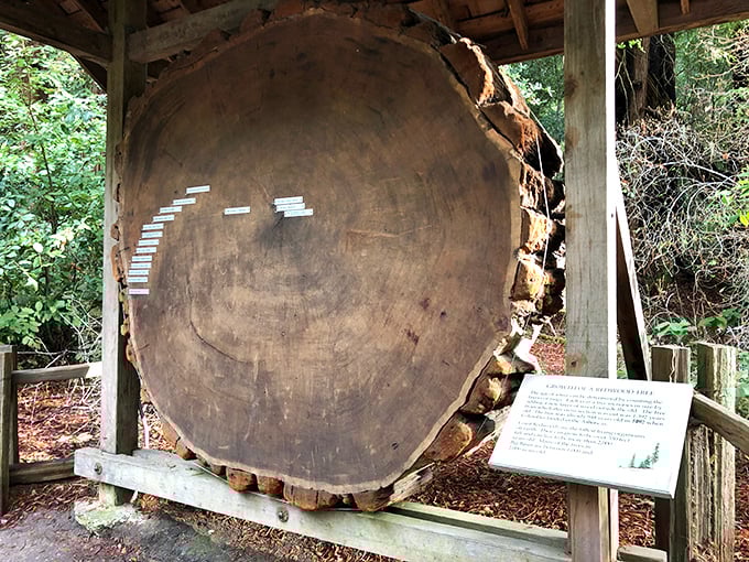 This cross-section of history tells more stories than your uncle at Thanksgiving. Each ring represents a year—some wet, some dry, all part of an ancient chronicle.