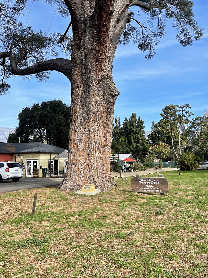 The Wardholme Torrey Pine stands as a living landmark, having witnessed more Carpinteria sunsets than any human resident. Nature's own history book.