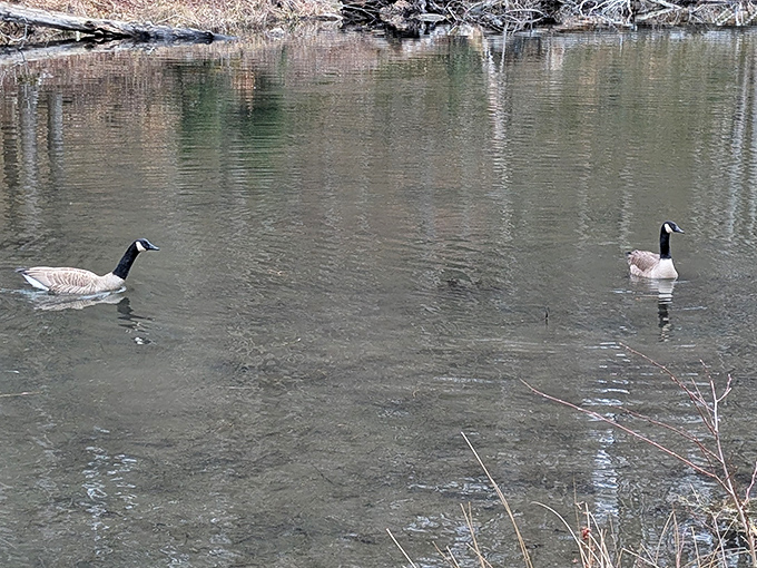 Canada geese holding their morning meeting. Agenda items include: bread crumbs, migration patterns, and looking majestic for visitor photographs.