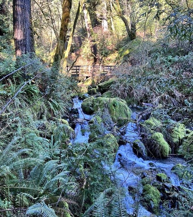 Mother Nature's own water feature—a moss-draped creek that looks like it was designed by the world's most talented landscape architect.