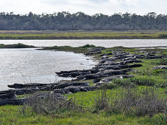 Alligator family reunion! These prehistoric sunbathers have mastered the art of social distancing long before it was trendy.