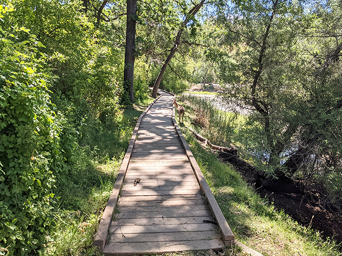Sunlight plays hide-and-seek on this wooden boardwalk, where native plants create a living corridor to adventure and unexpected wildlife encounters.